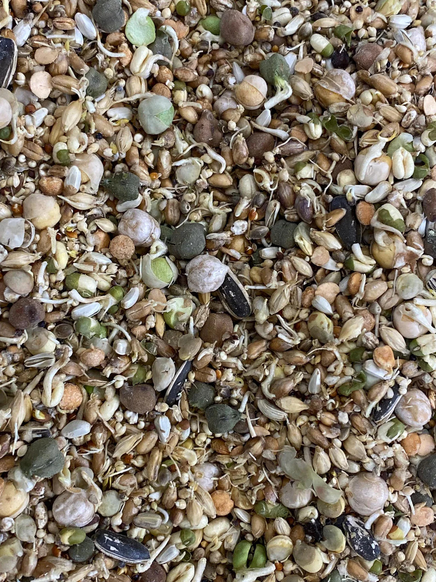 Freeze Dried Sprouts Original - For All Parrots | Eclectus Ark – All ...